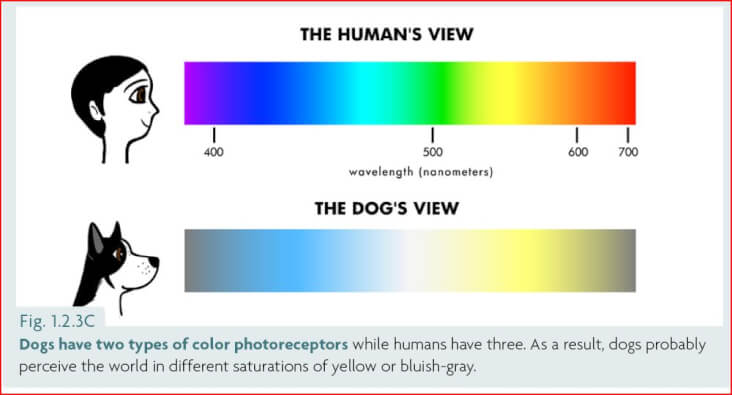 Do Dogs See Colours? - Your Pet Nutrition Your Pet Nutrition
