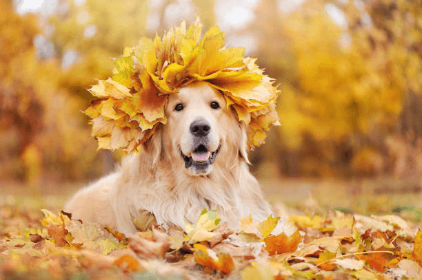 How To Keep Your Dog Safe This Autumn - Your Pet Nutrition Your Pet ... How To Keep Your Dog Safe This Autumn - Your Pet Nutrition Your Pet ...